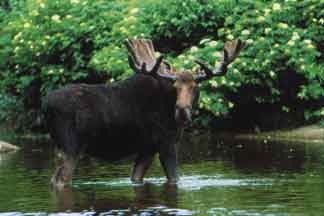 Carolina Woman Magazine - PHP